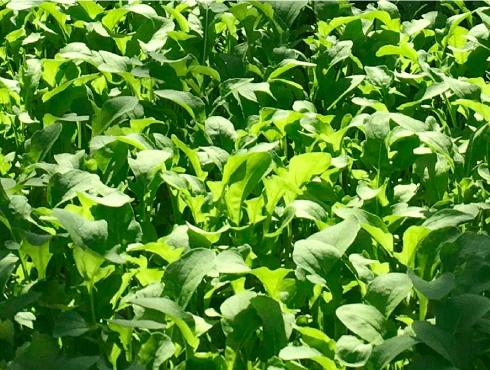 Advantages – Green Automation