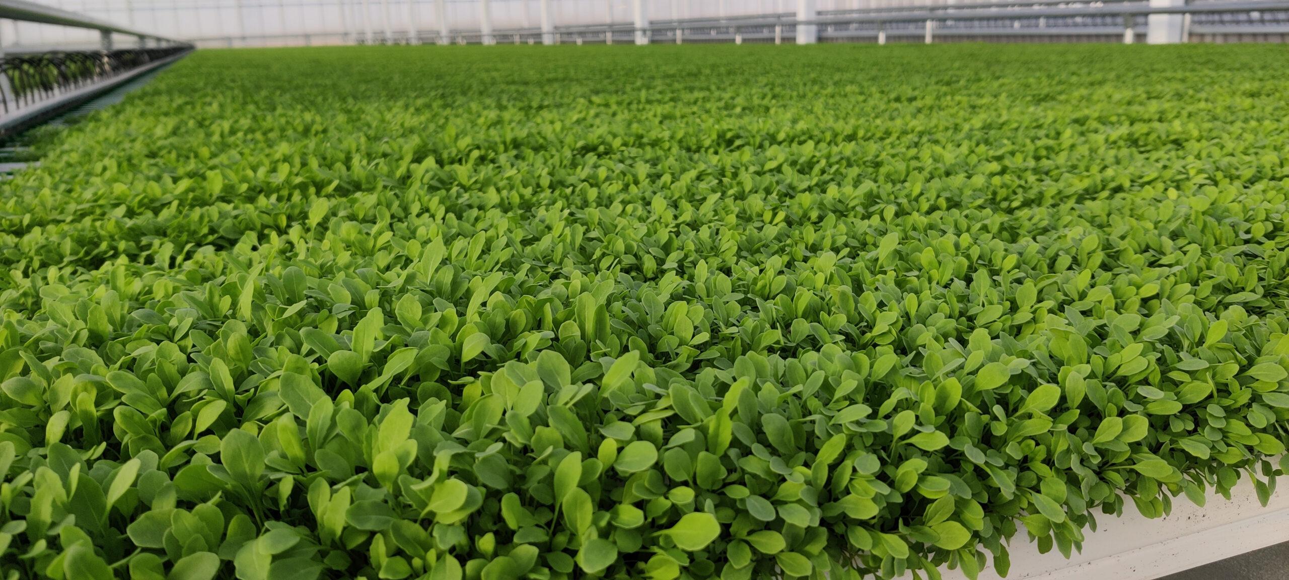 Contact Us - Green Automation