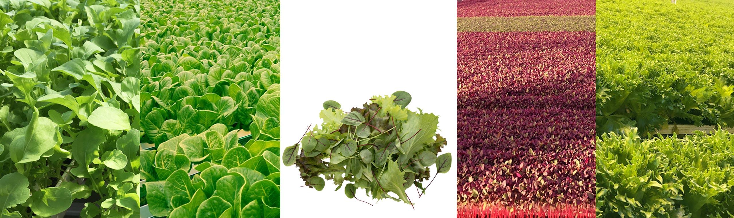 Fully Automated System - Green Automation