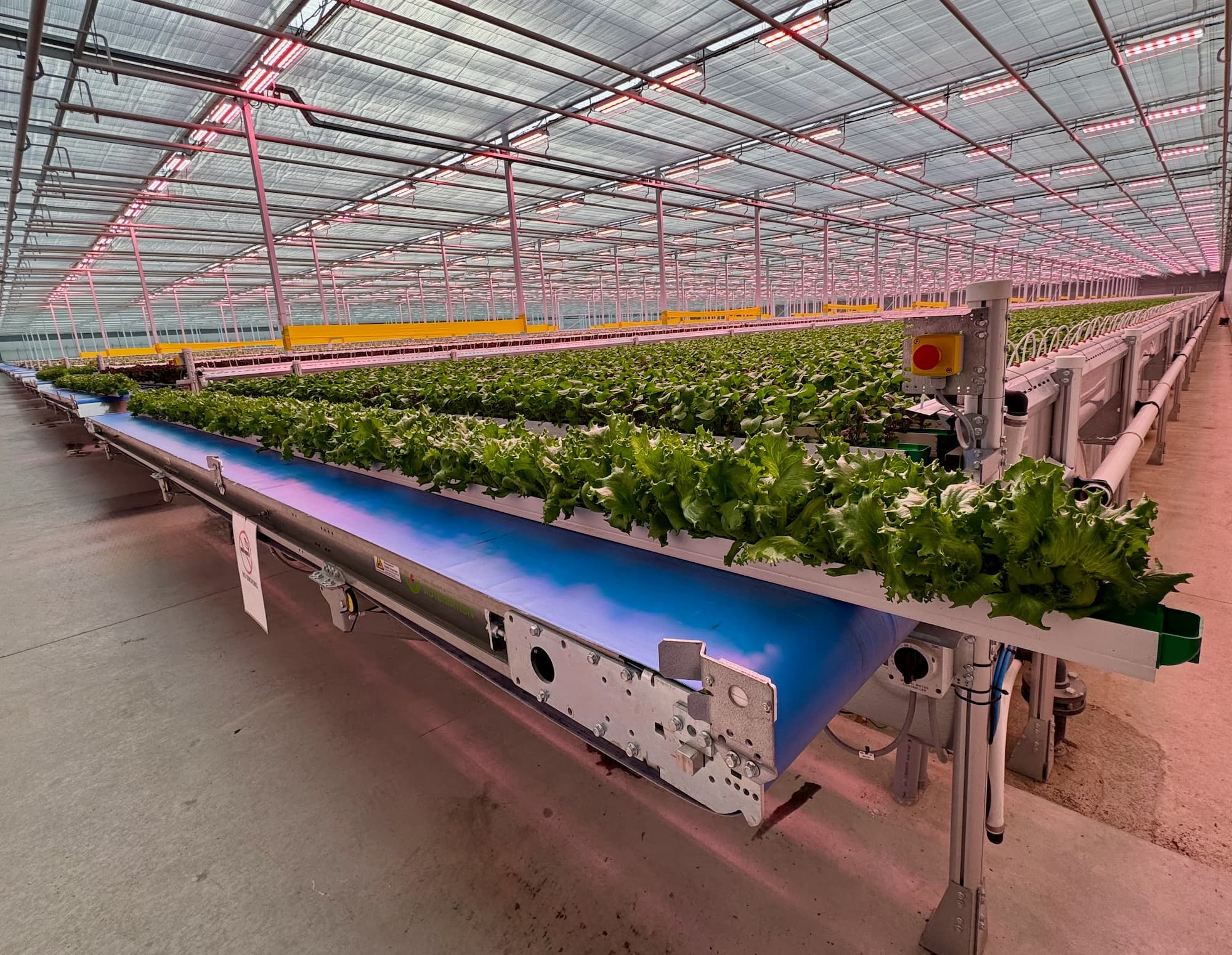 Canadian CEA lettuce - this is just the beginning - Green Automation